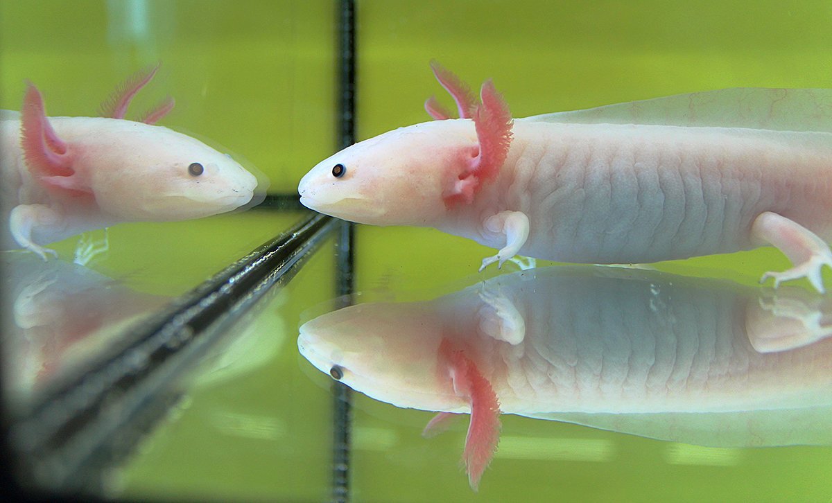 Ajolote: qué es y curiosidades sobre el pez que puede caminar