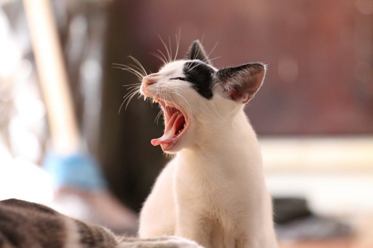 El lenguaje de los gatos: aprende a interpretar sus señales