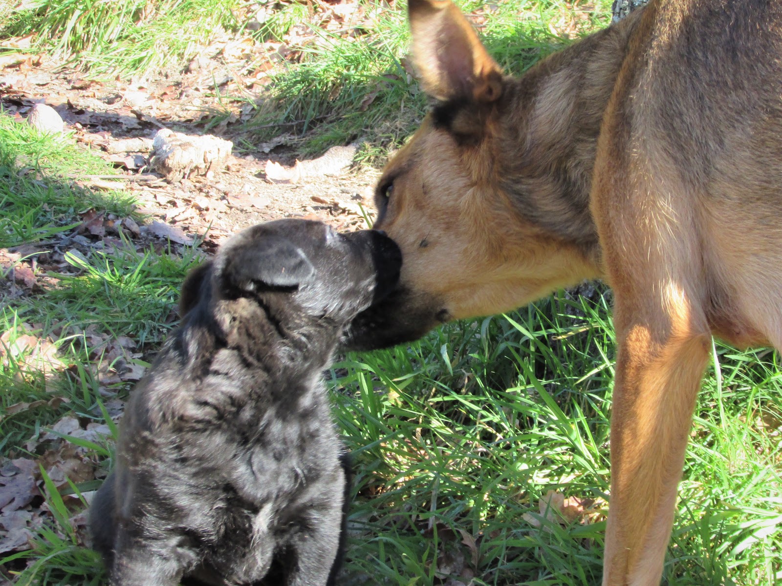 El instinto maternal en los animales: una regresión a lo más básico
