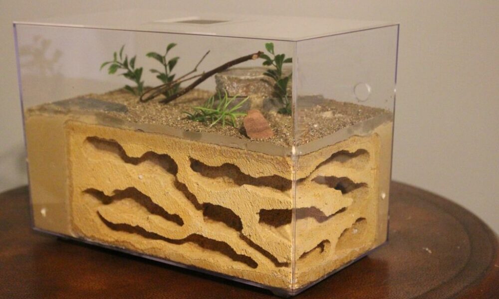 Consejos y trucos para crear tu primera granja de hormigas