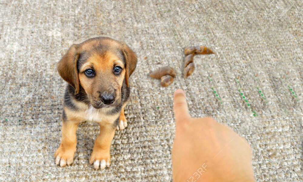Cómo regañar a tu perro para que te obedezca y técnicas de socialización