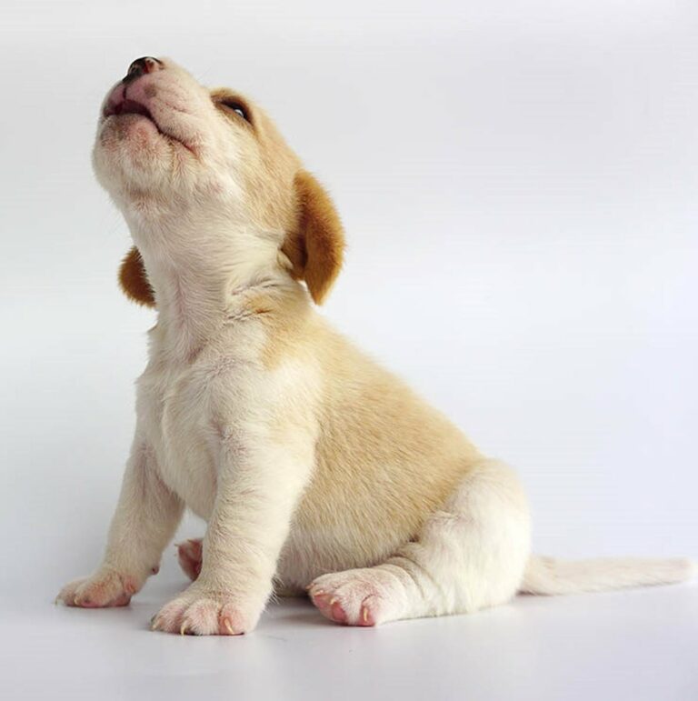 Comment apprendre son nom à un chiot et l'amener à vous écouter