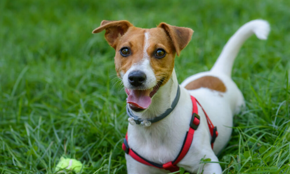 Perro Jack Russell Terrier: características, comportamiento y todo lo ...