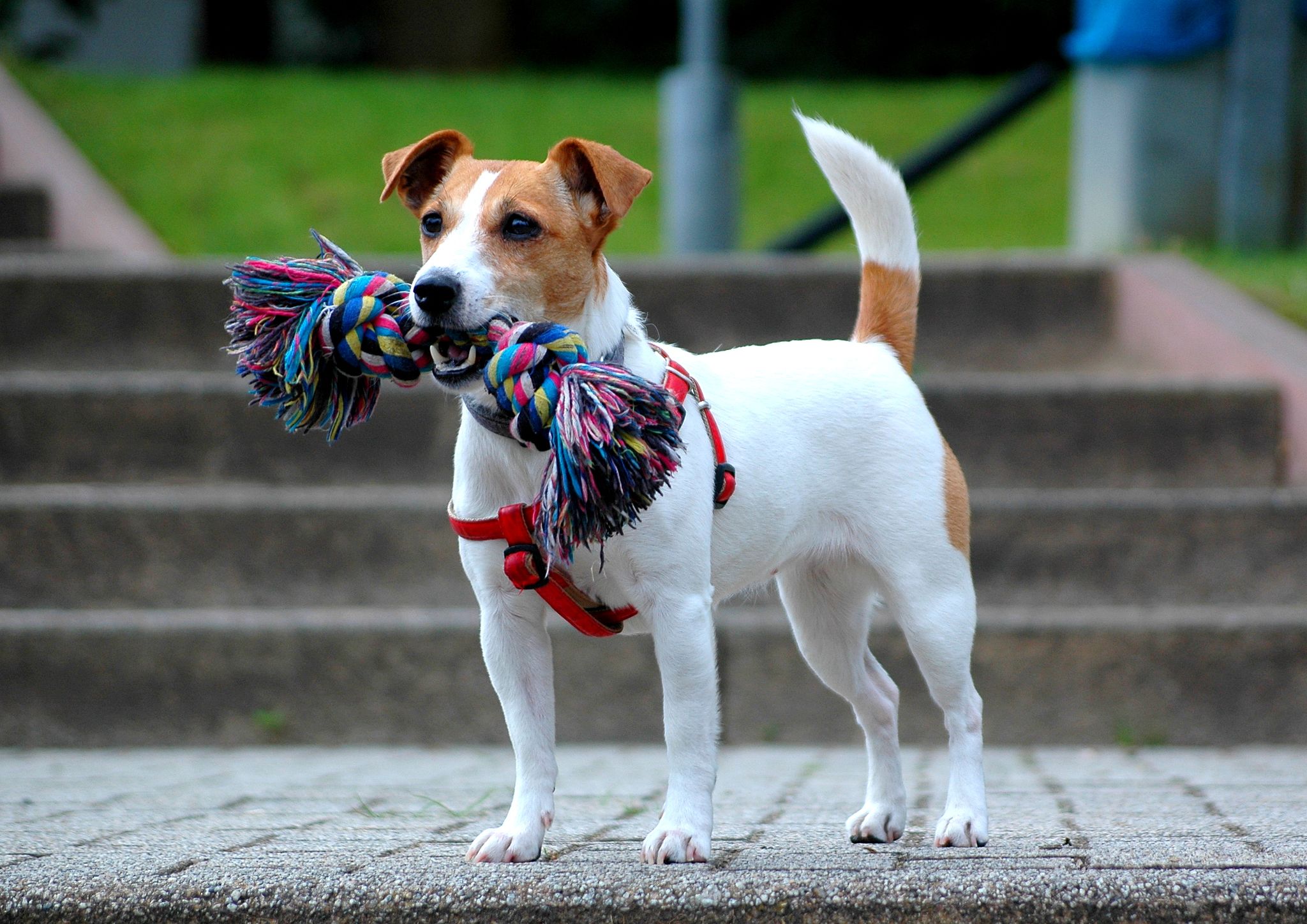 Perro Jack Russell Terrier: características, comportamiento y todo lo ...