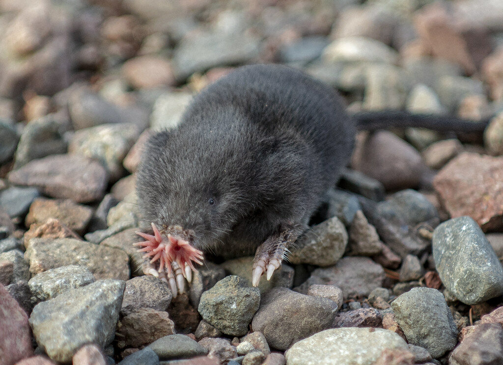 Les 10 animaux les plus rares au monde dont vous ignoriez même l'existence