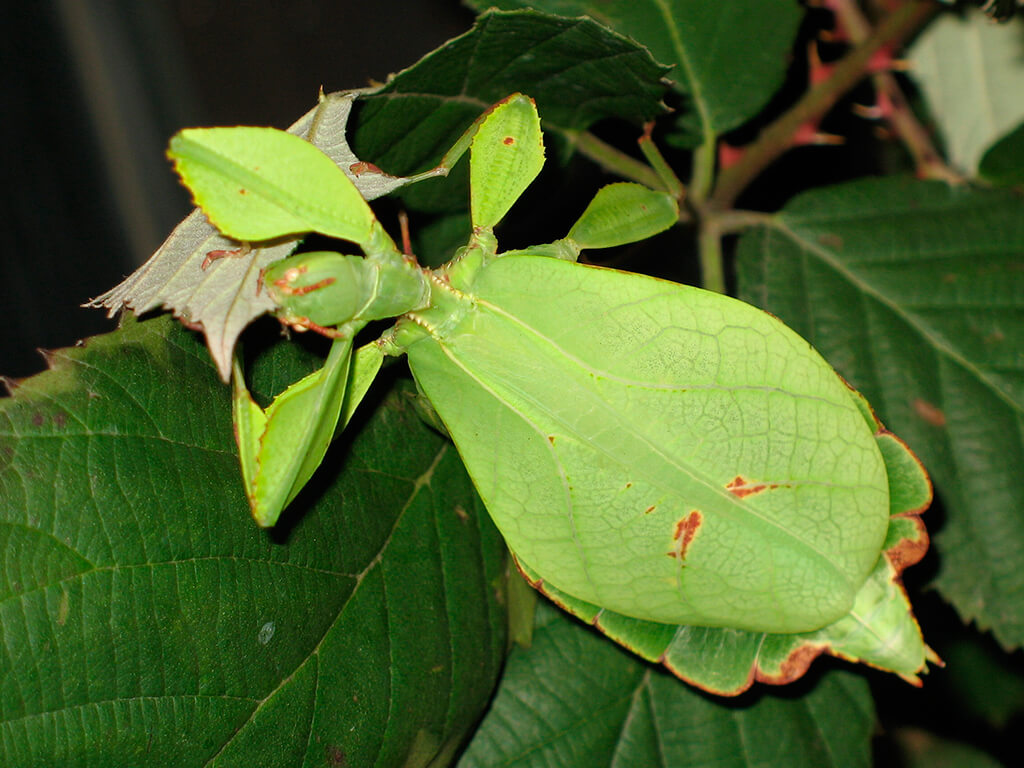 13 animales que dominan el arte de mimetismo animal de forma brutal