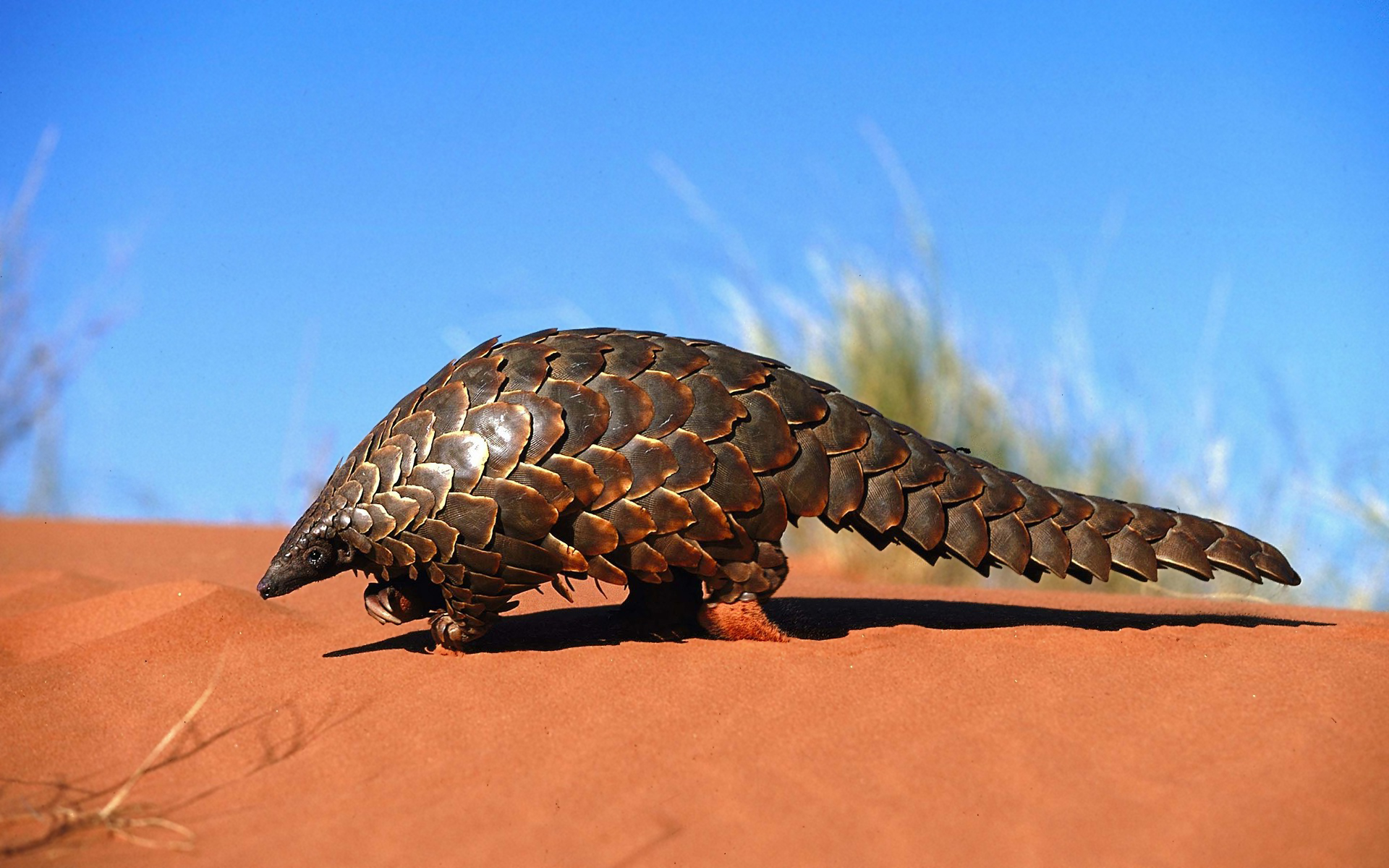 Los 10 animales más lentos del mundo que no te ayudarán si tienes prisa