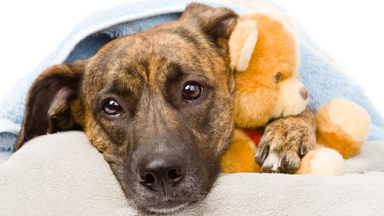 Lombrices en los perros ¿Qué hacer y cómo actuar en estos casos?