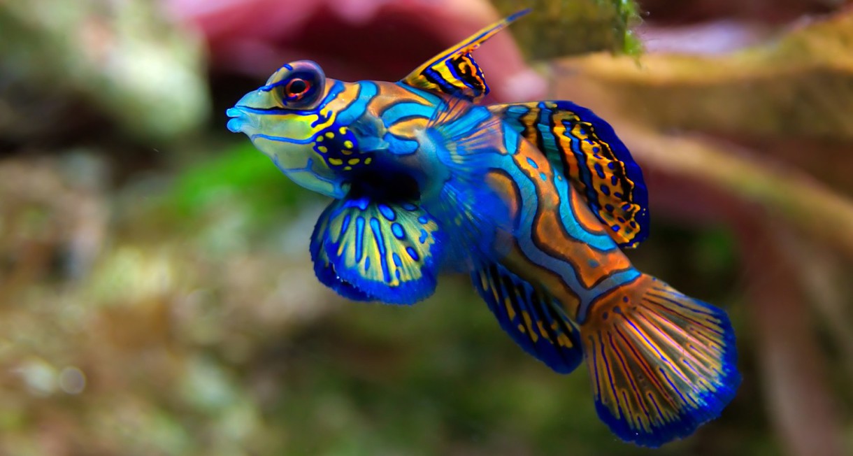 ¿Cómo respiran los peces bajo el agua y cómo lo hacen otros animales?