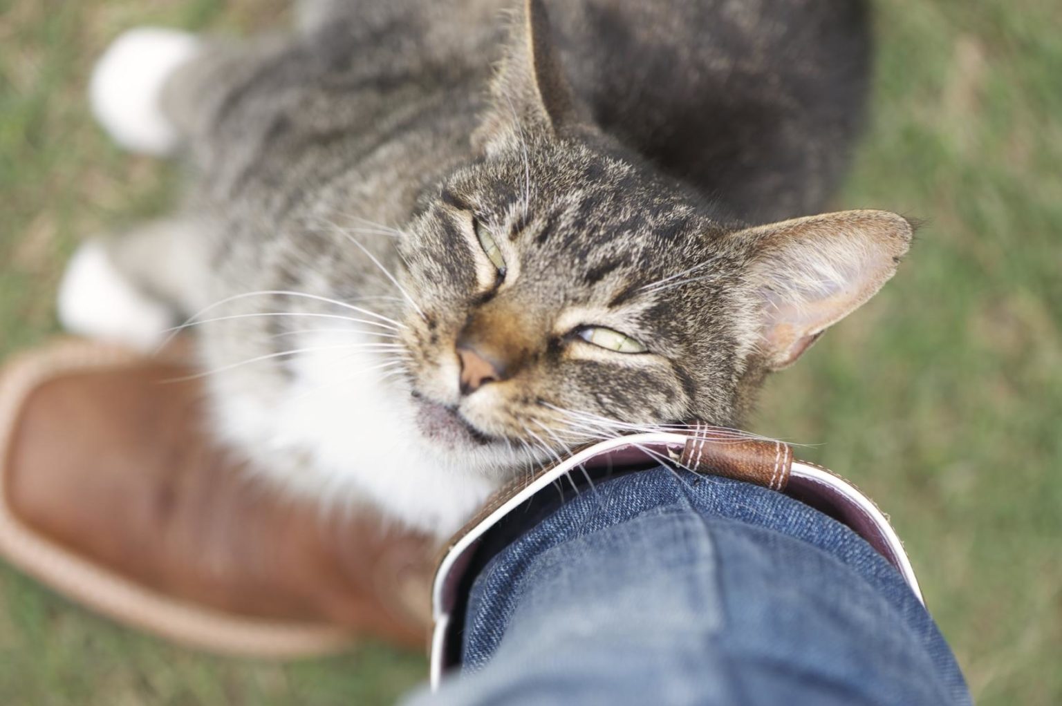 Celo en los gatos: cuando empieza, cuanto dura y todo lo que debes saber