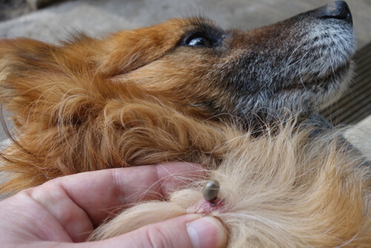 Cómo quitar garrapatas en los animales sin peligro y fácilmente