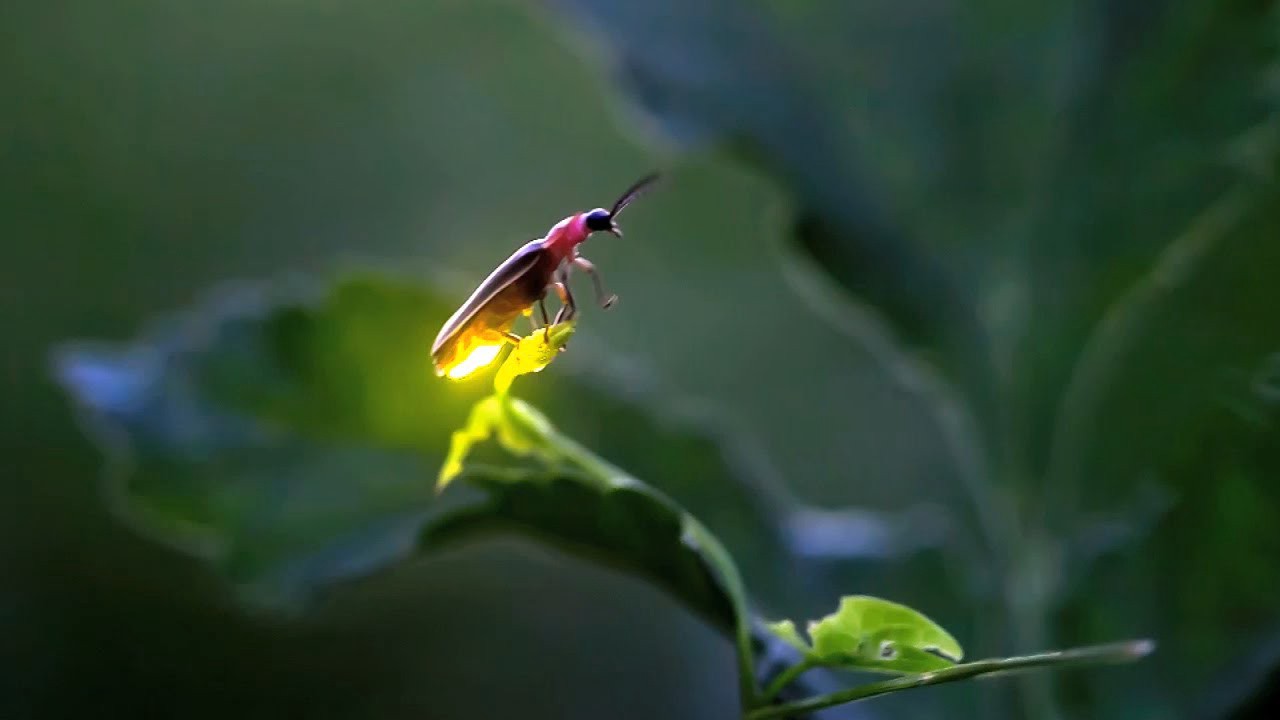 Les lucioles sont en grave danger d'extinction pour ces raisons
