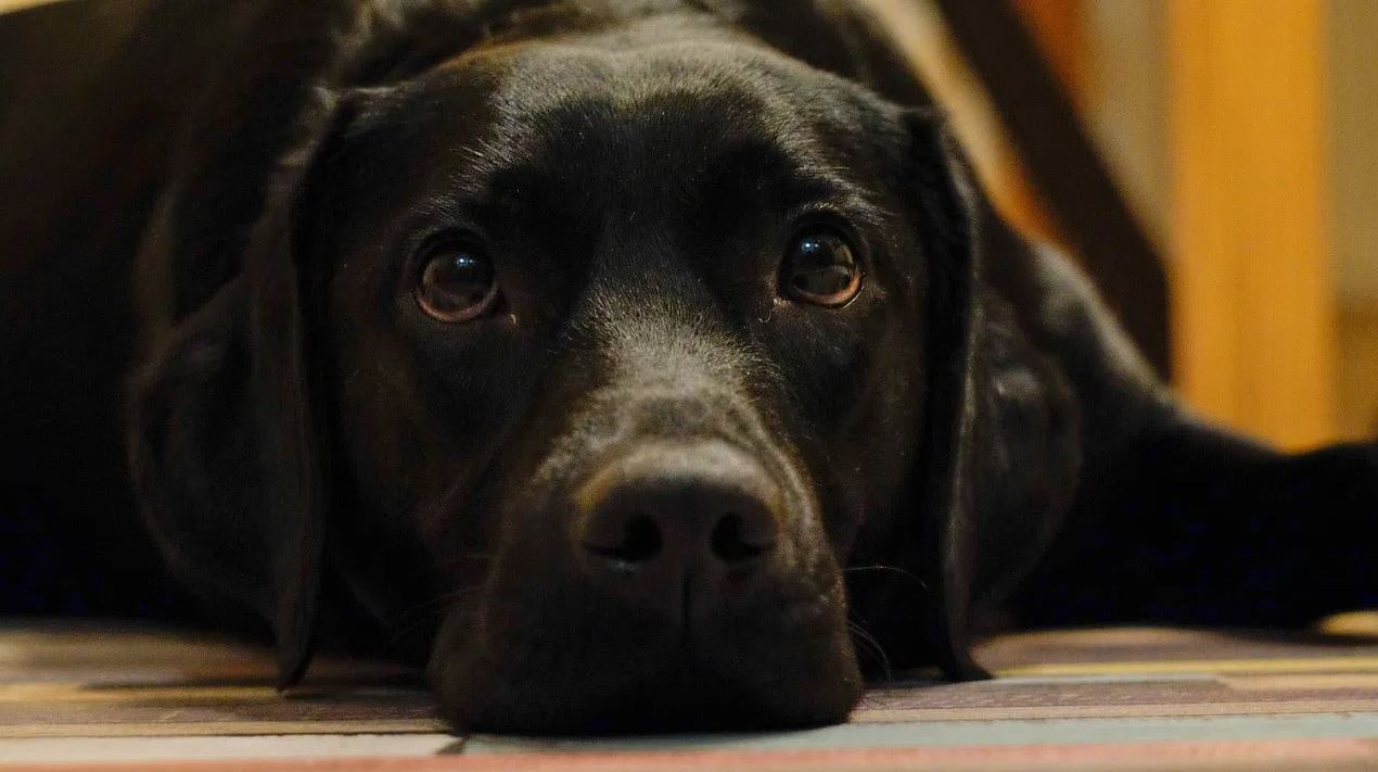 Moquillo en perros ¿Qué es, como tratarla y como evitar esta enfermedad?