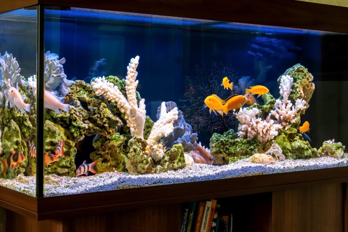 Los 10 peces de agua caliente más económicos para tener en tu acuario