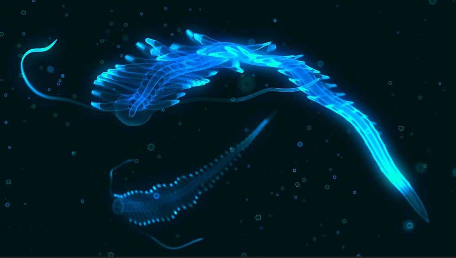 Bioluminiscencia ¿Qué es y para qué la utilizan algunos animales?