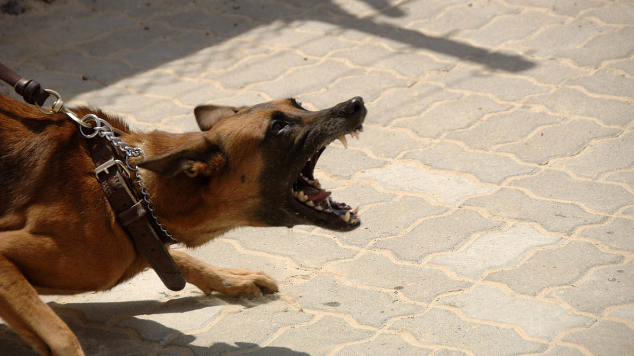 ¿Cómo se entrenan los perros especializados en defensa y ataque?