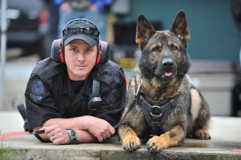 Perros Policía ¿Cómo se preparan desde cachorros para ayudarnos?