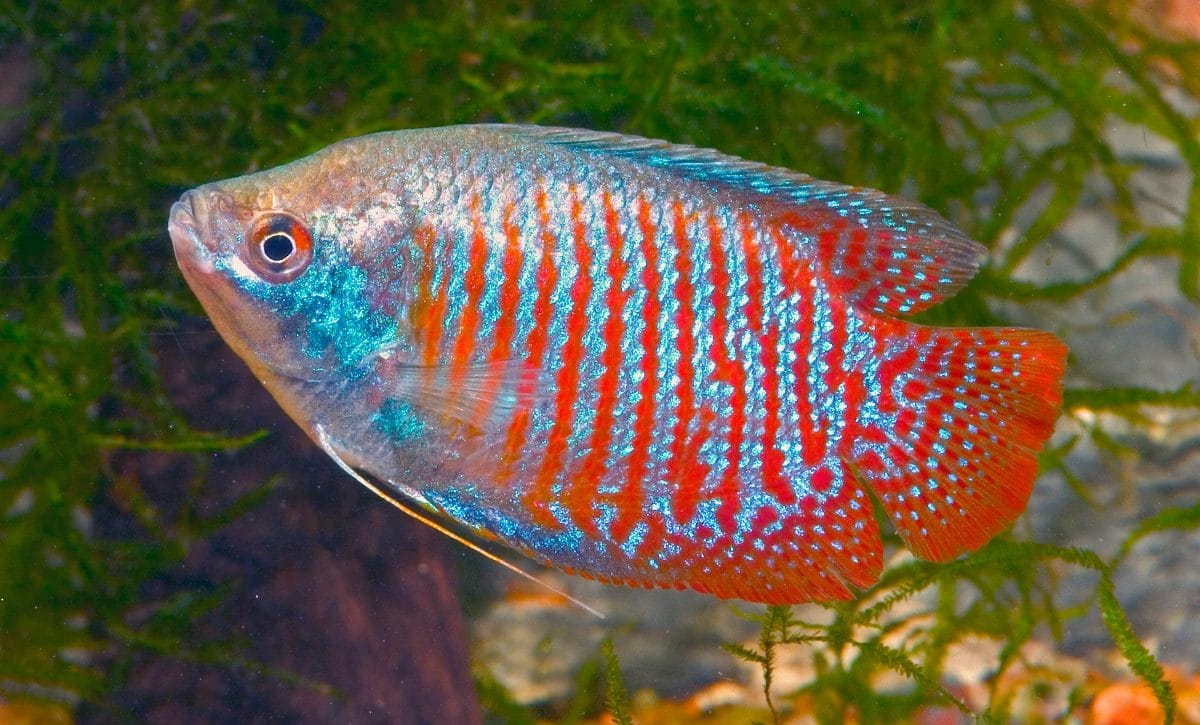 Los 10 peces de agua caliente más económicos para tener en tu acuario