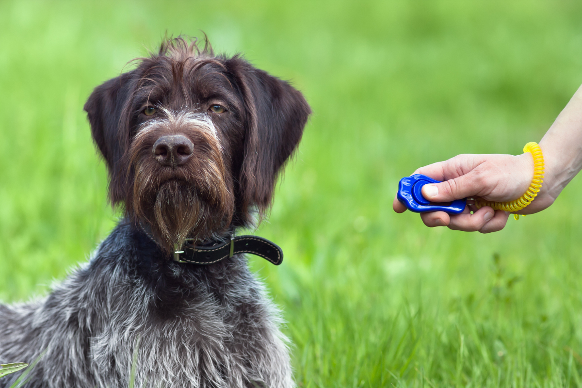 Cómo utilizar un clicker para adiestrar a tu perro de forma correcta