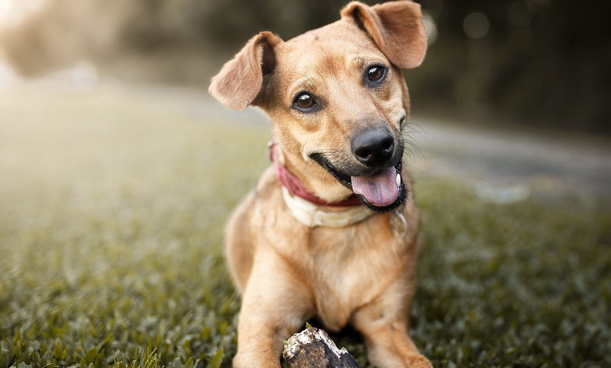 Ventajas de adoptar a un perro sin raza pero igual de cariñoso