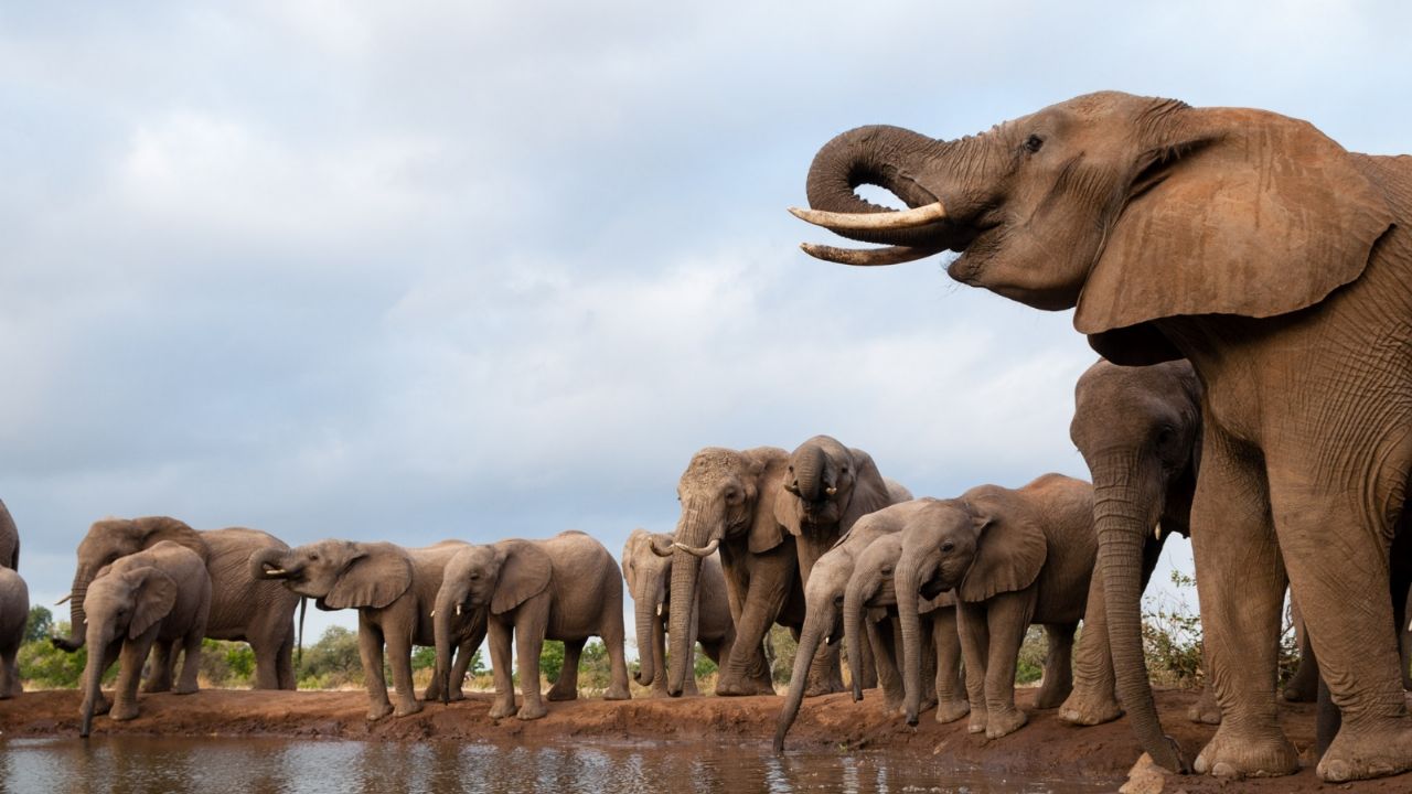 Les décès d'éléphants au Botswana sont découverts en tant que cause de ...