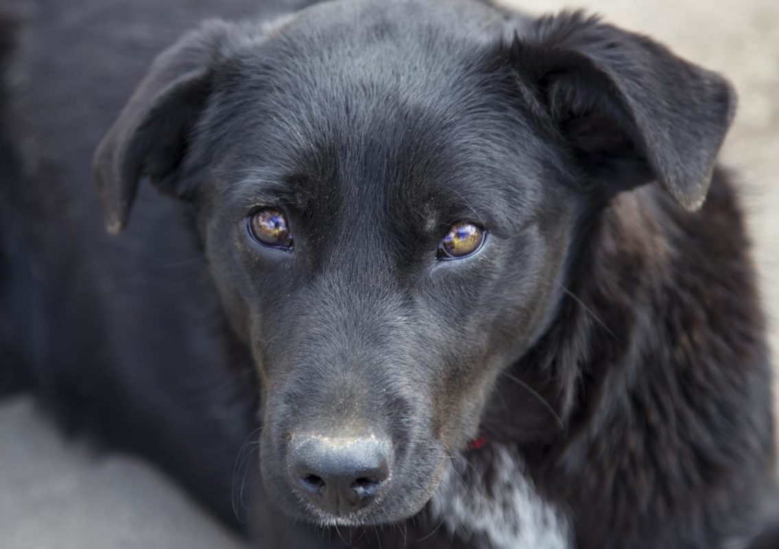 Ventajas de adoptar a un perro sin raza pero igual de cariñoso