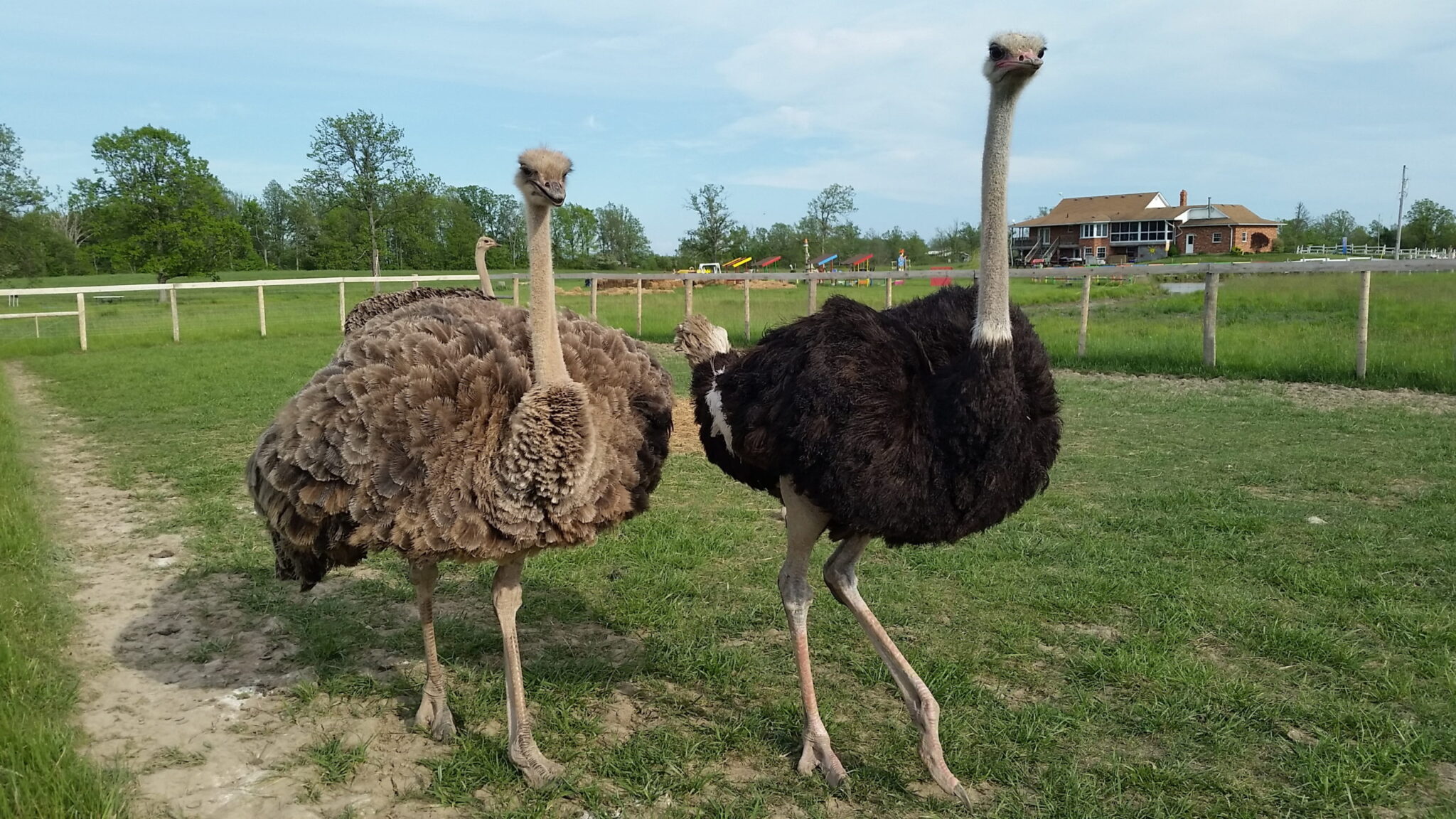 Les 10 plus grands animaux du monde... Ça, on le sait