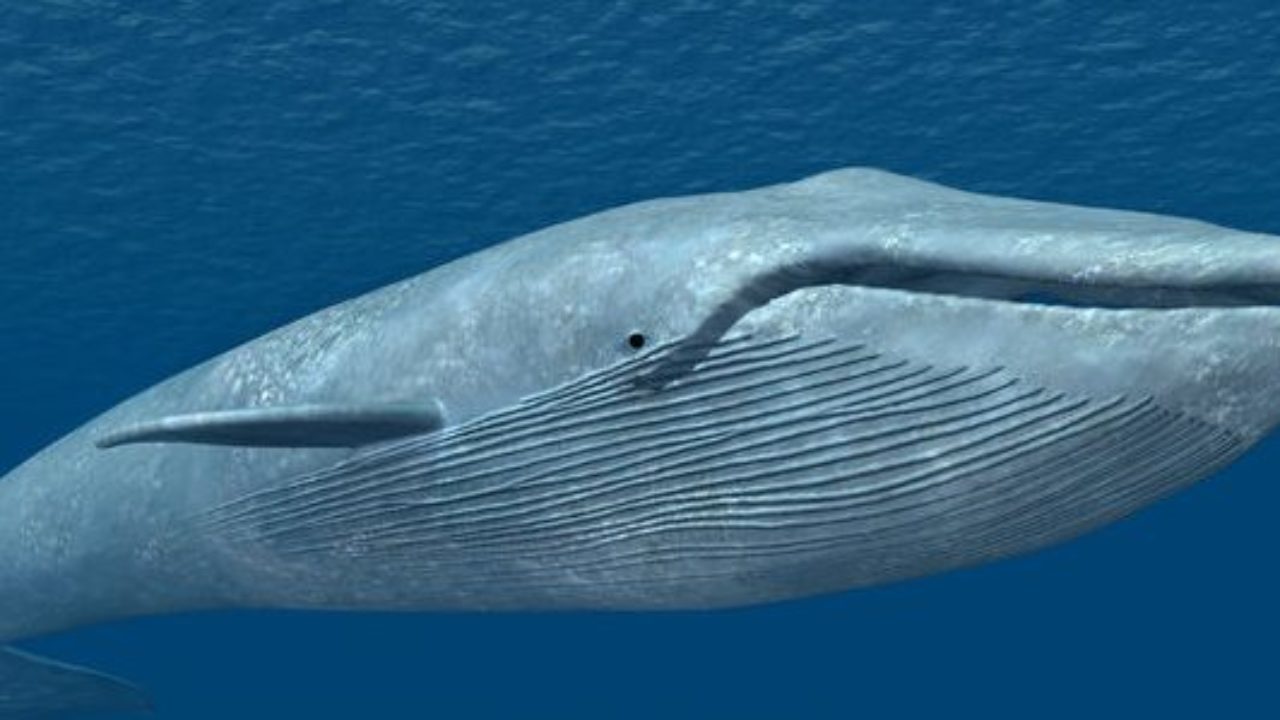 Les 10 plus grands animaux du monde... Ça, on le sait