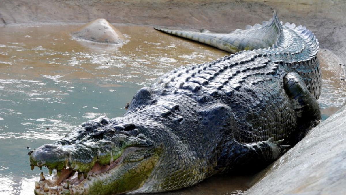 Les 10 plus grands animaux du monde... Ça, on le sait