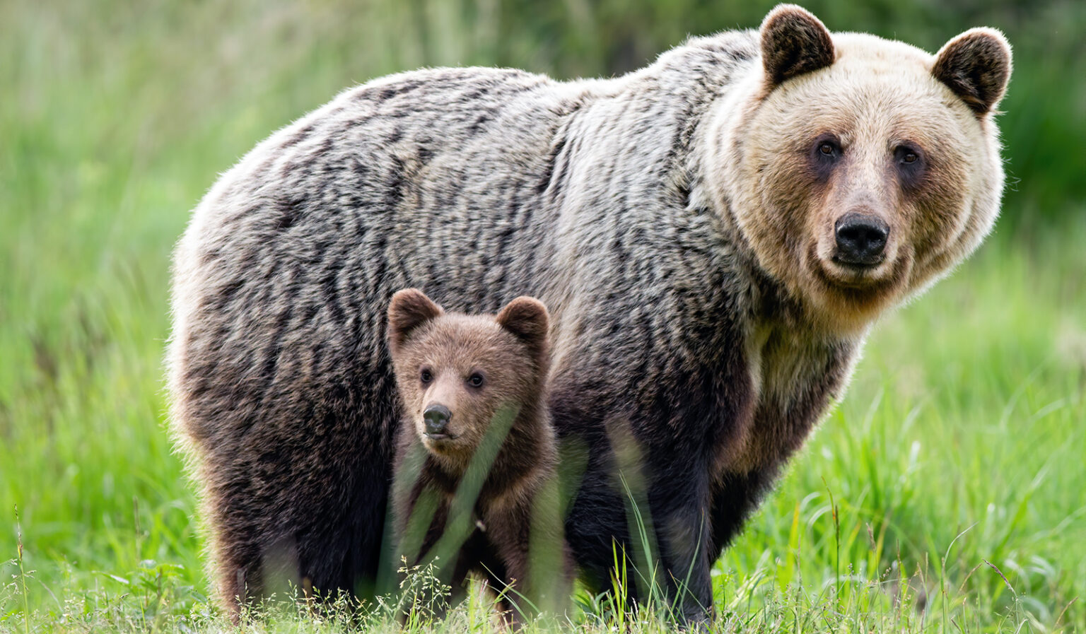 Les 10 plus grands animaux du monde... Ça, on le sait