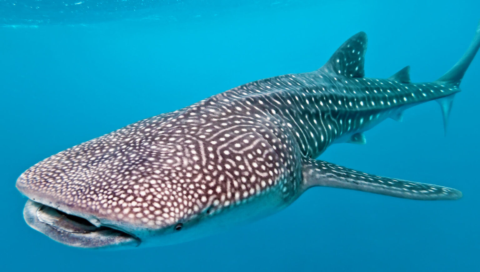 Les 10 plus grands animaux du monde... Ça, on le sait