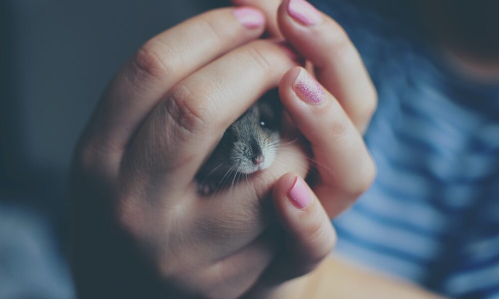 Mapache rojo: todo lo que debes saber sobre este animal
