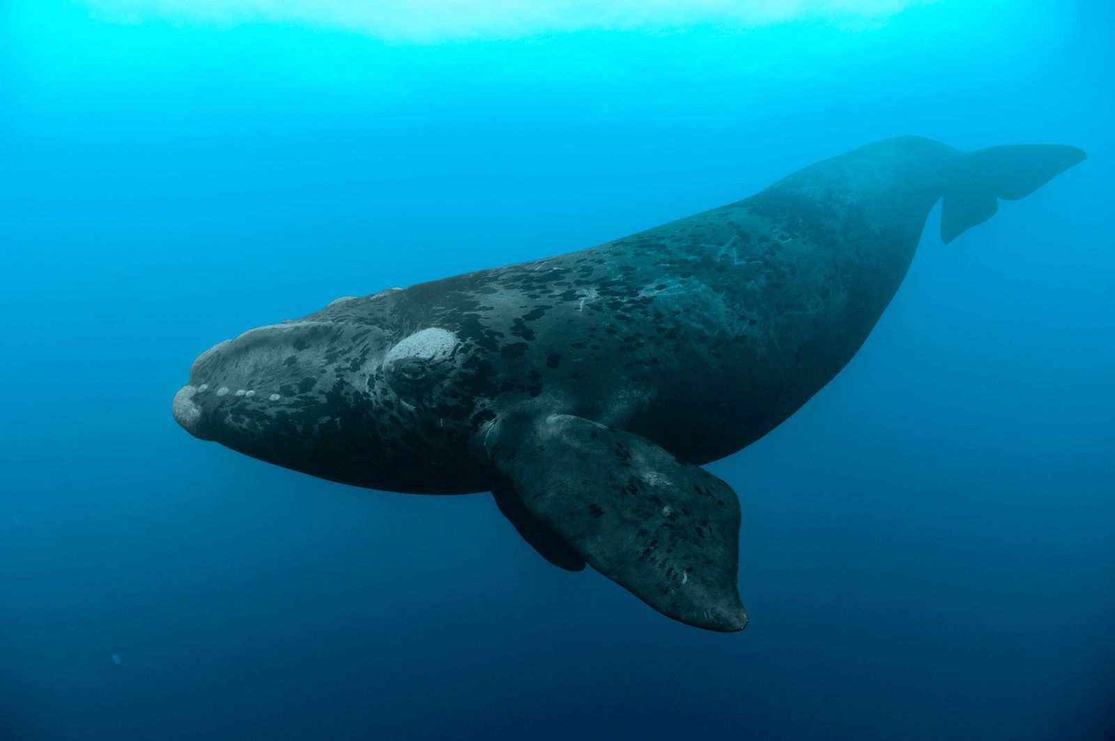 Los 9 animales más tranquilos del mundo que podemos encontrar