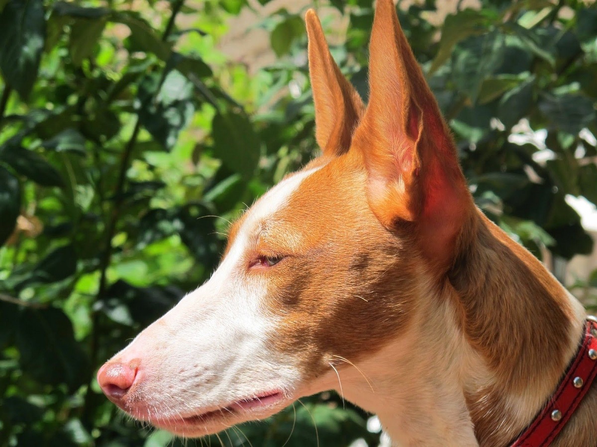 Podenco: características, comportamiento y cuidados de esta raza