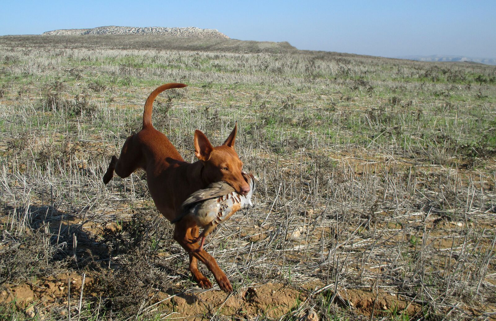 Podenco: características, comportamiento y cuidados de esta raza