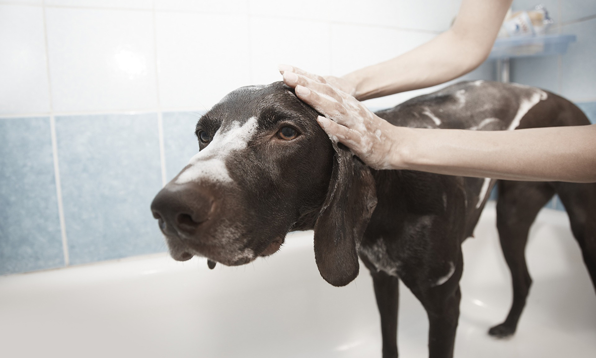 Cuidados básicos que necesita un perro si decides tener uno en casa