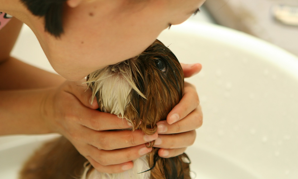 Cuidados básicos que necesita un perro si decides tener uno en casa
