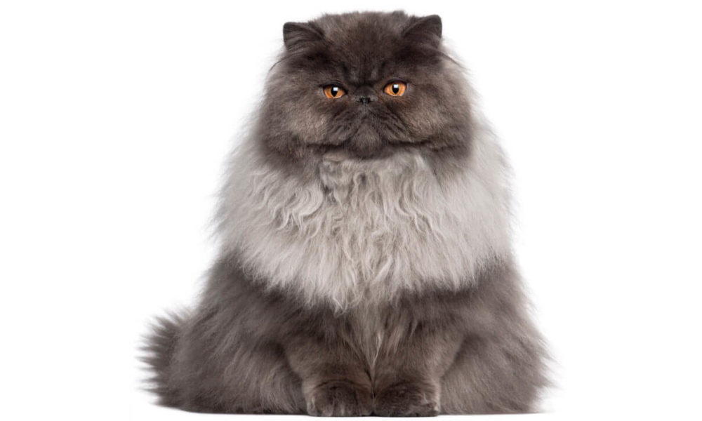 Gato romano: características, comportamiento y todo lo que debes saber