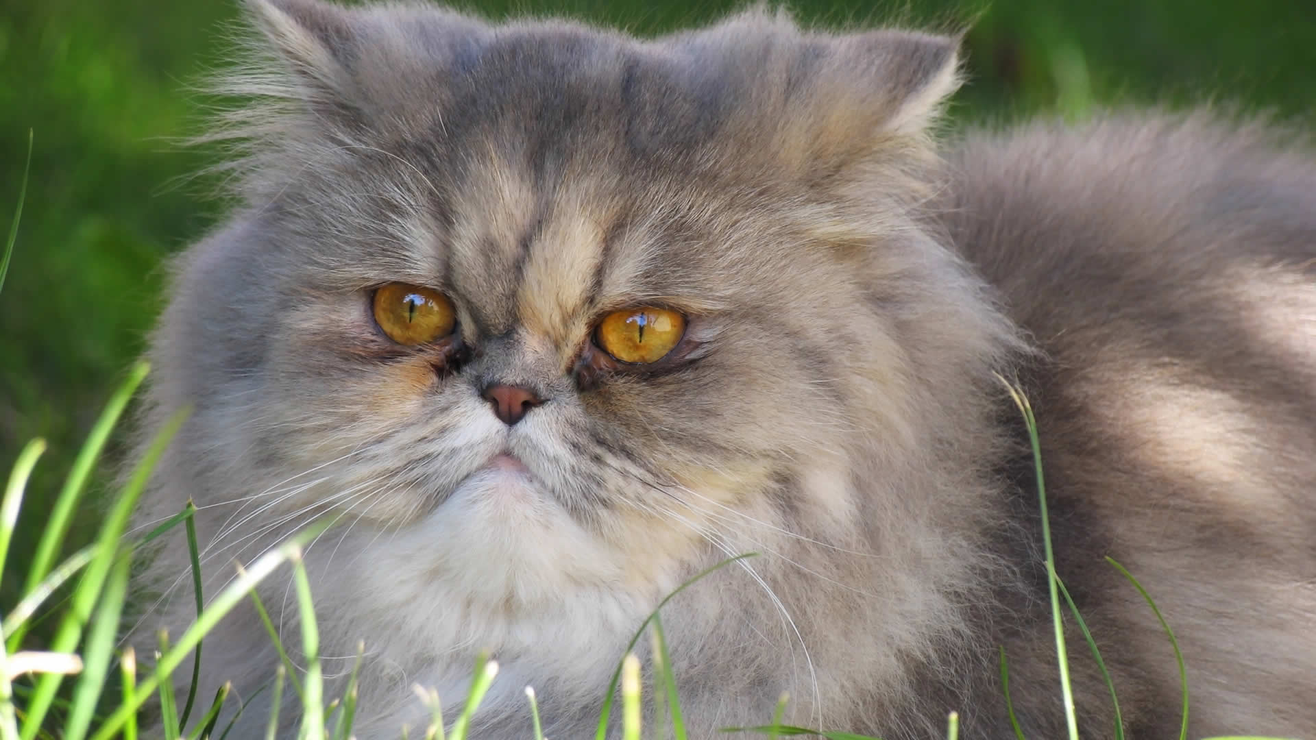 Gato persa gris: todo lo que debes saber sobre esta raza