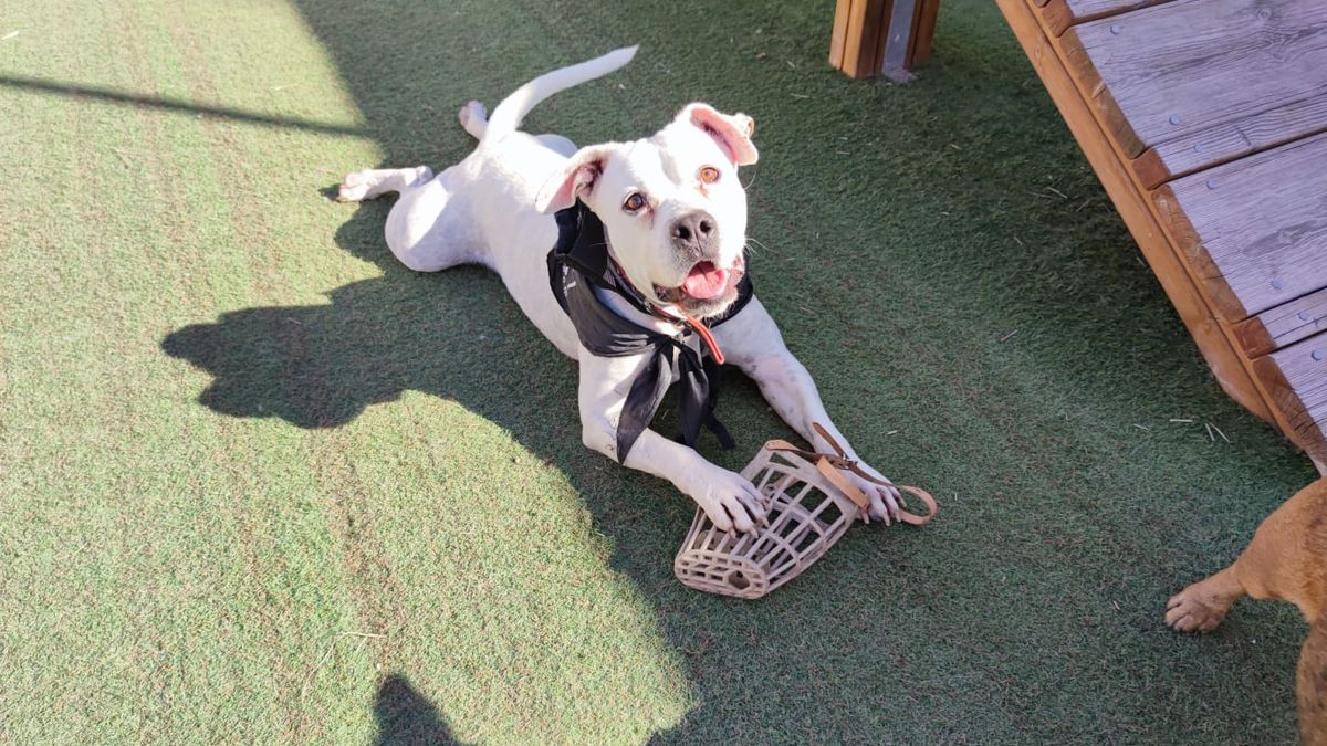 Los perros PPP van a dejar de ser potencialmente peligrosos