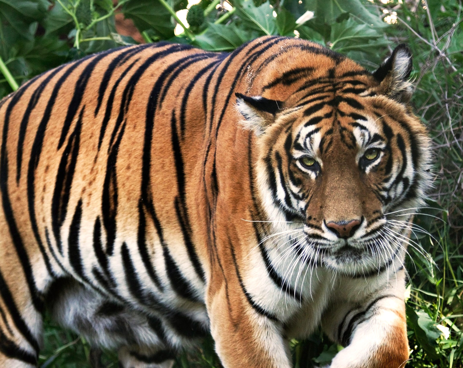 10 datos curiosos que no sabías sobre el tigre de bengala