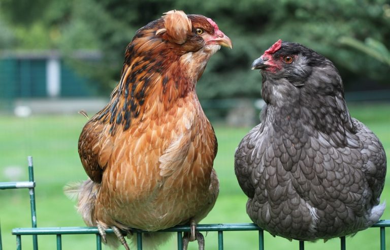 ¿Por qué la gallina araucana pone los huevos azules?