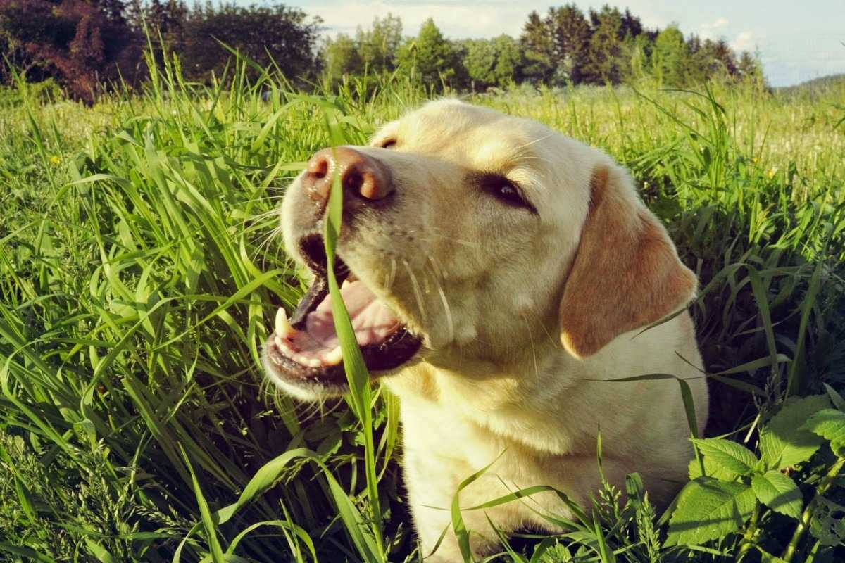 ¿Sabías que existen plantas medicinales beneficiosas para las mascotas?
