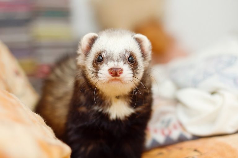 ¿Un hurón mascota? Todo lo que debes saber al respecto