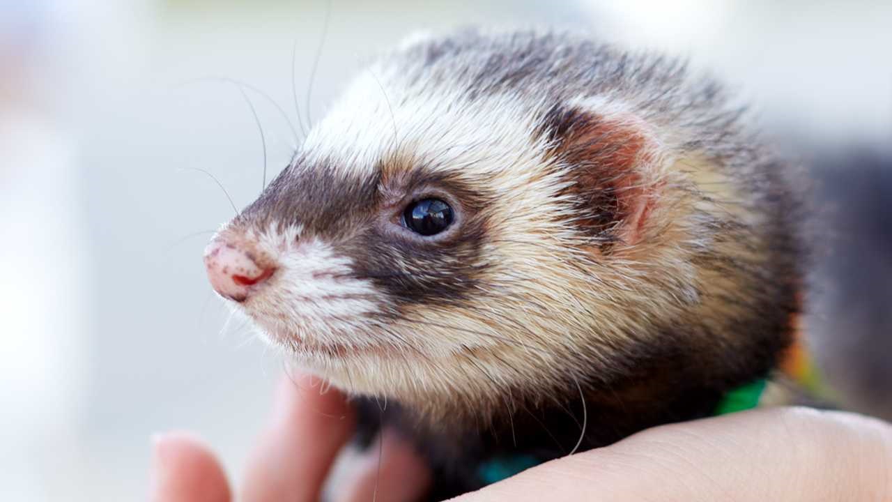 ¿Un hurón mascota? Todo lo que debes saber al respecto
