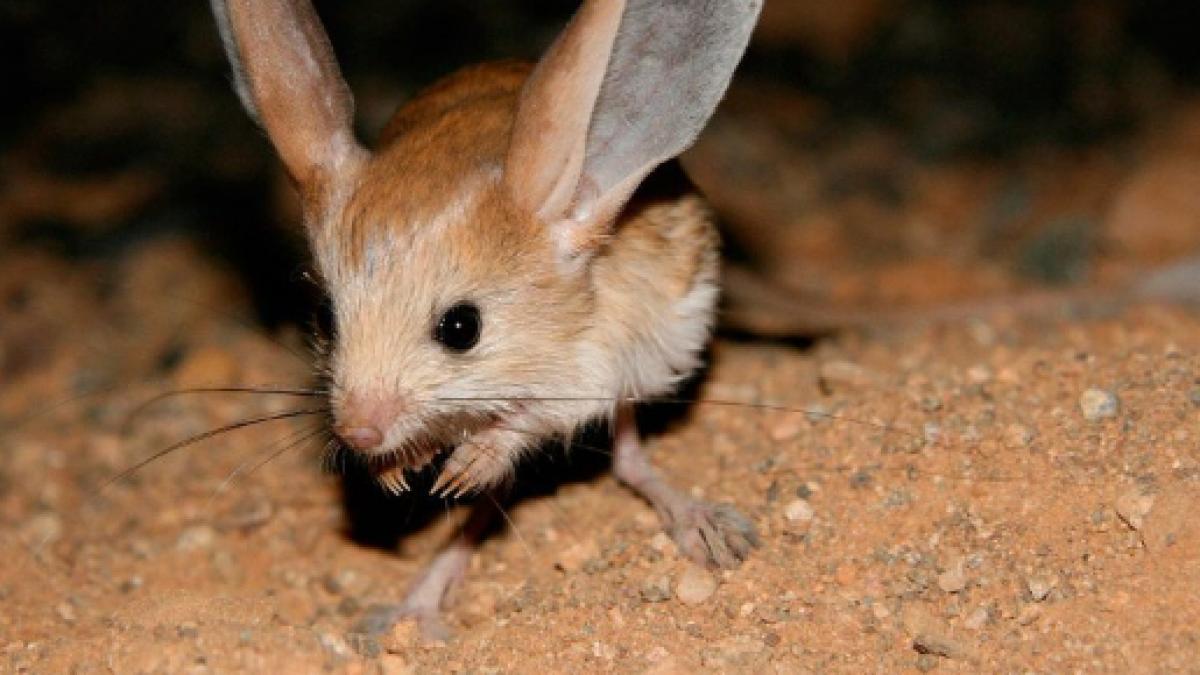 Jerbo del desierto: curiosidades sobre este diminuto roedor