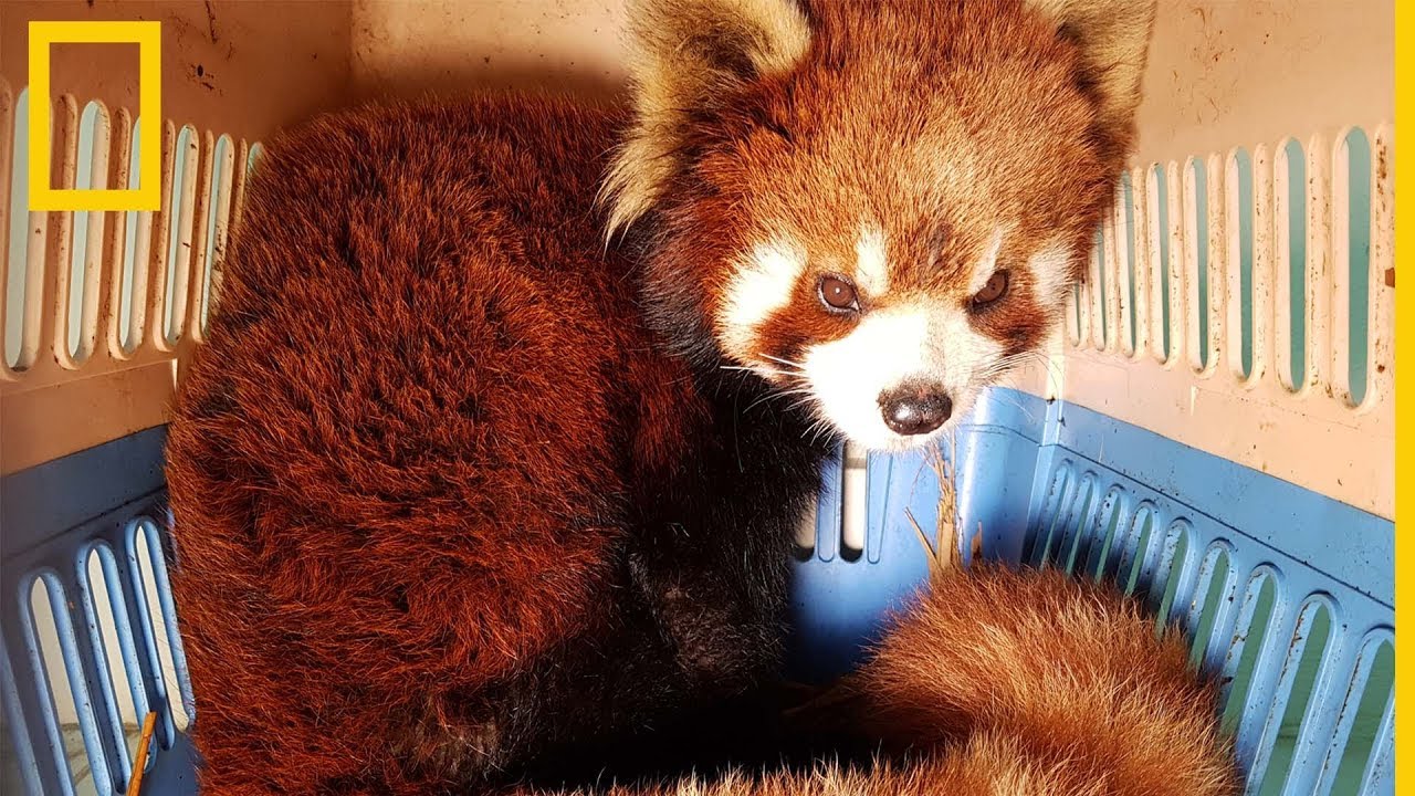 Mapache rojo: todo lo que debes saber sobre este animal