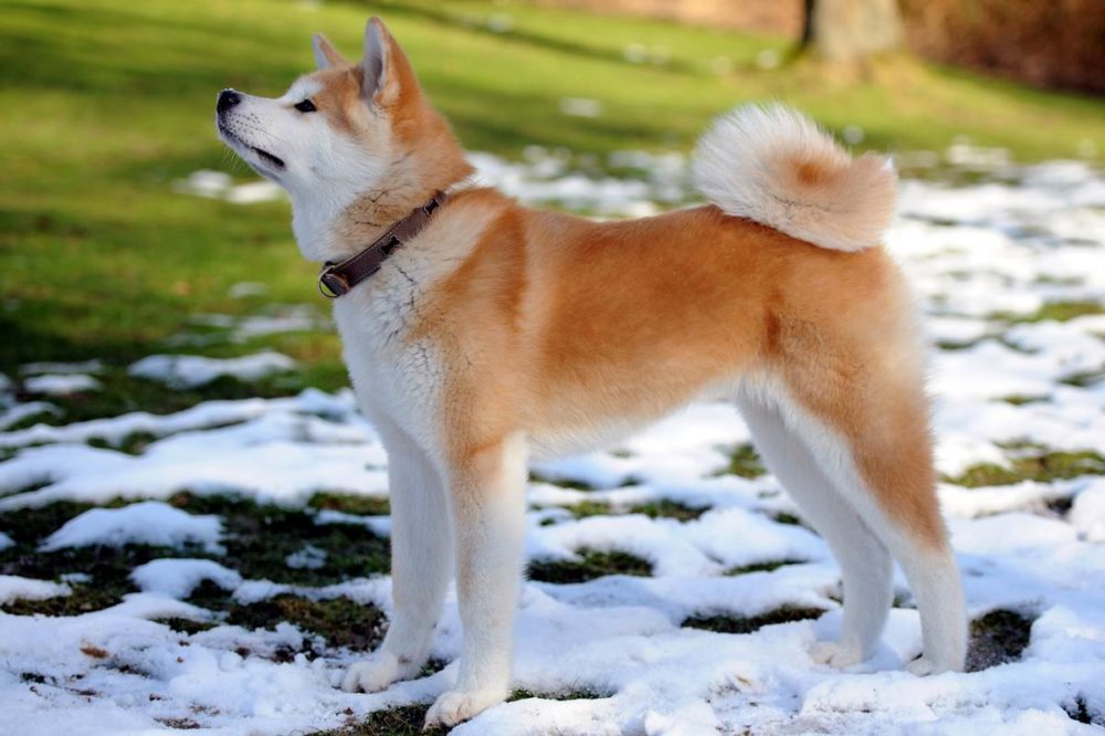 Perro Shiba Inu: características, comportamiento y todo lo que debes saber