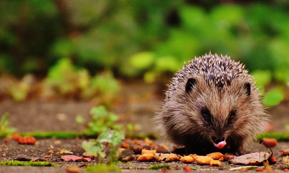 Mapache rojo: todo lo que debes saber sobre este animal
