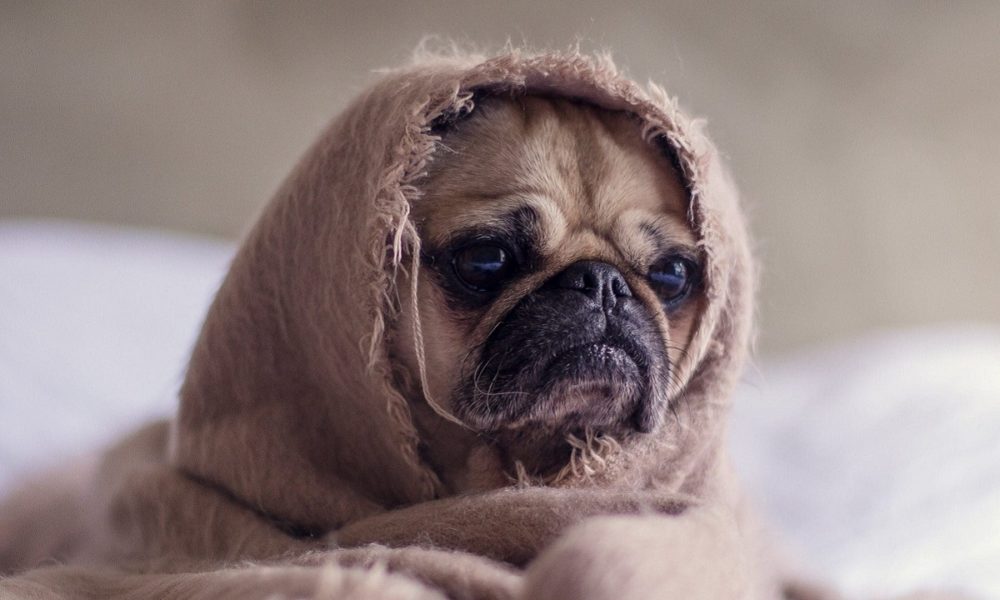 Los 6 tipos de cáncer en perros más habituales y cómo es su tratamiento